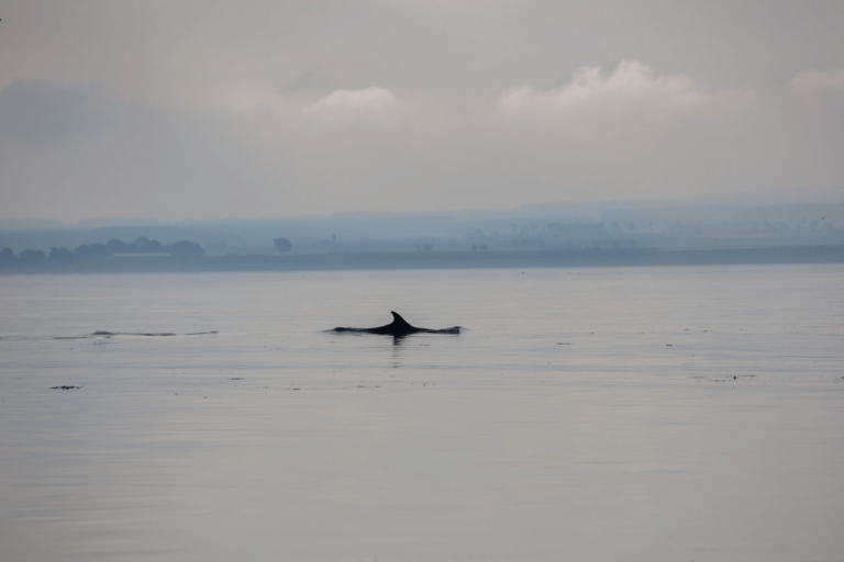 Chanonry Point Dolphin Spotting - The Best Place near Inverness ...