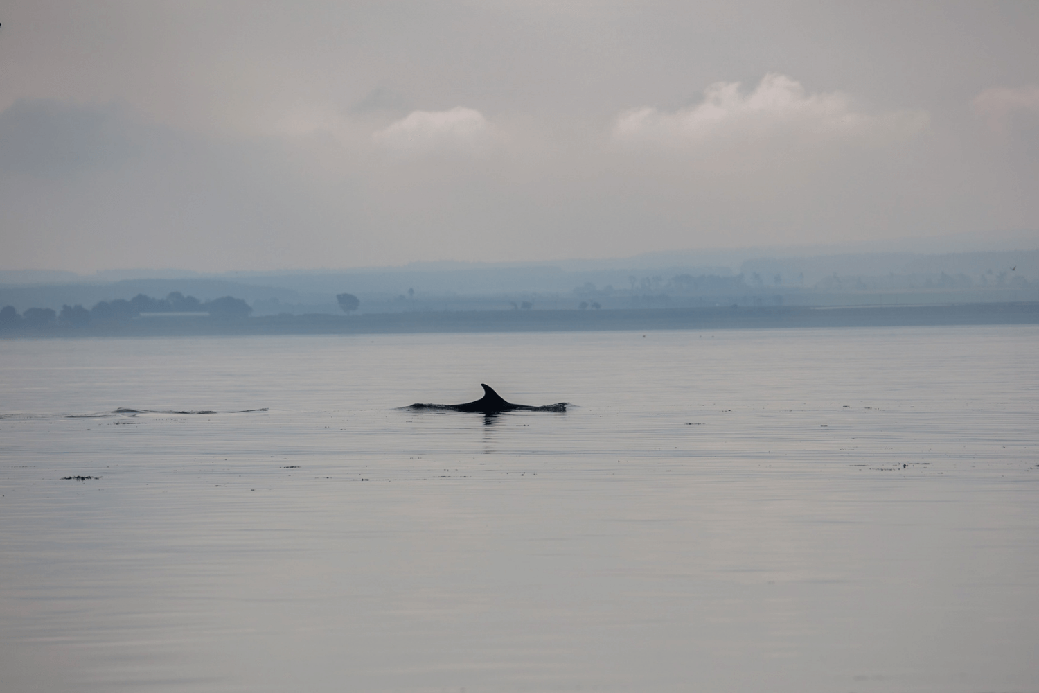 Chanonry Point Dolphin Spotting - The Best Place near Inverness ...
