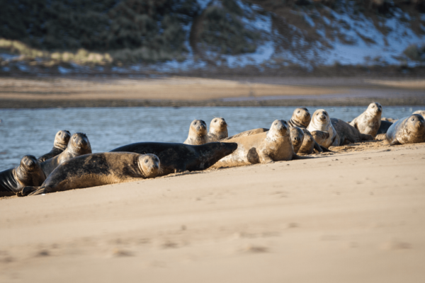 Newburgh Seal Beach Aberdeenshire - Seal Spotting on the NE250 ...