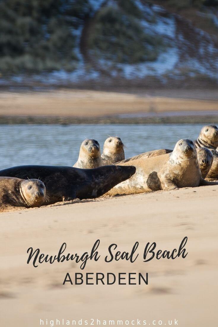 Newburgh Seal Beach Aberdeenshire - Seal Spotting on the NE250 ...