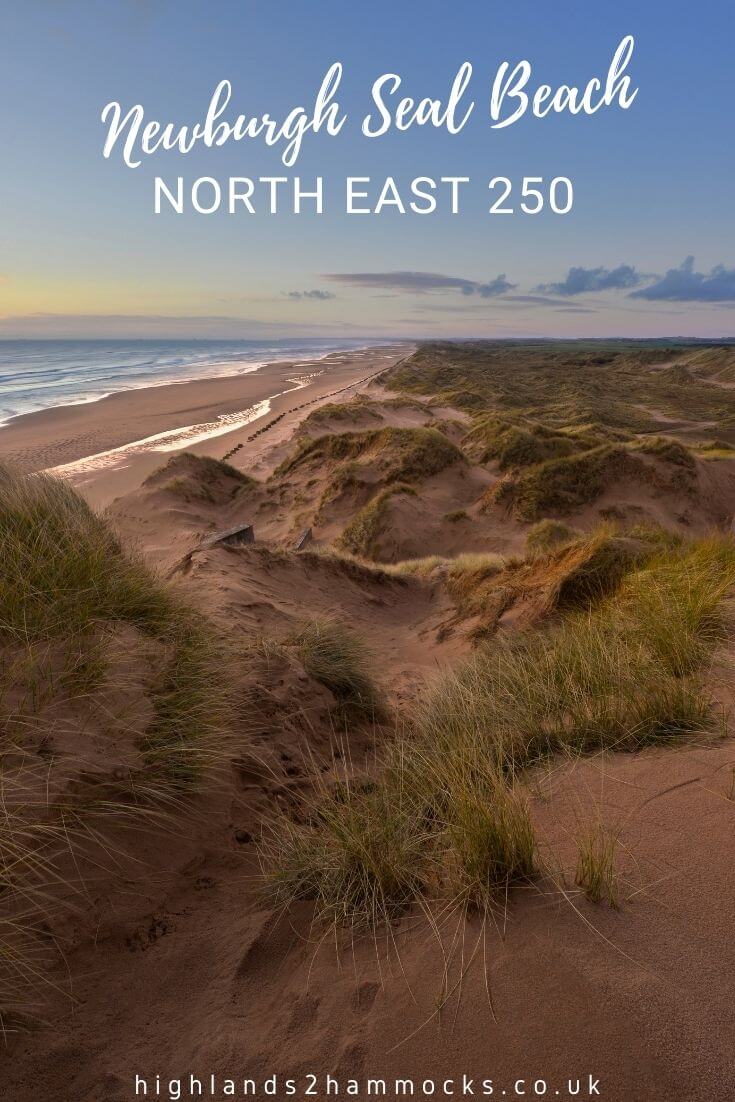 Newburgh Seal Beach Aberdeenshire - Seal Spotting on the NE250 ...