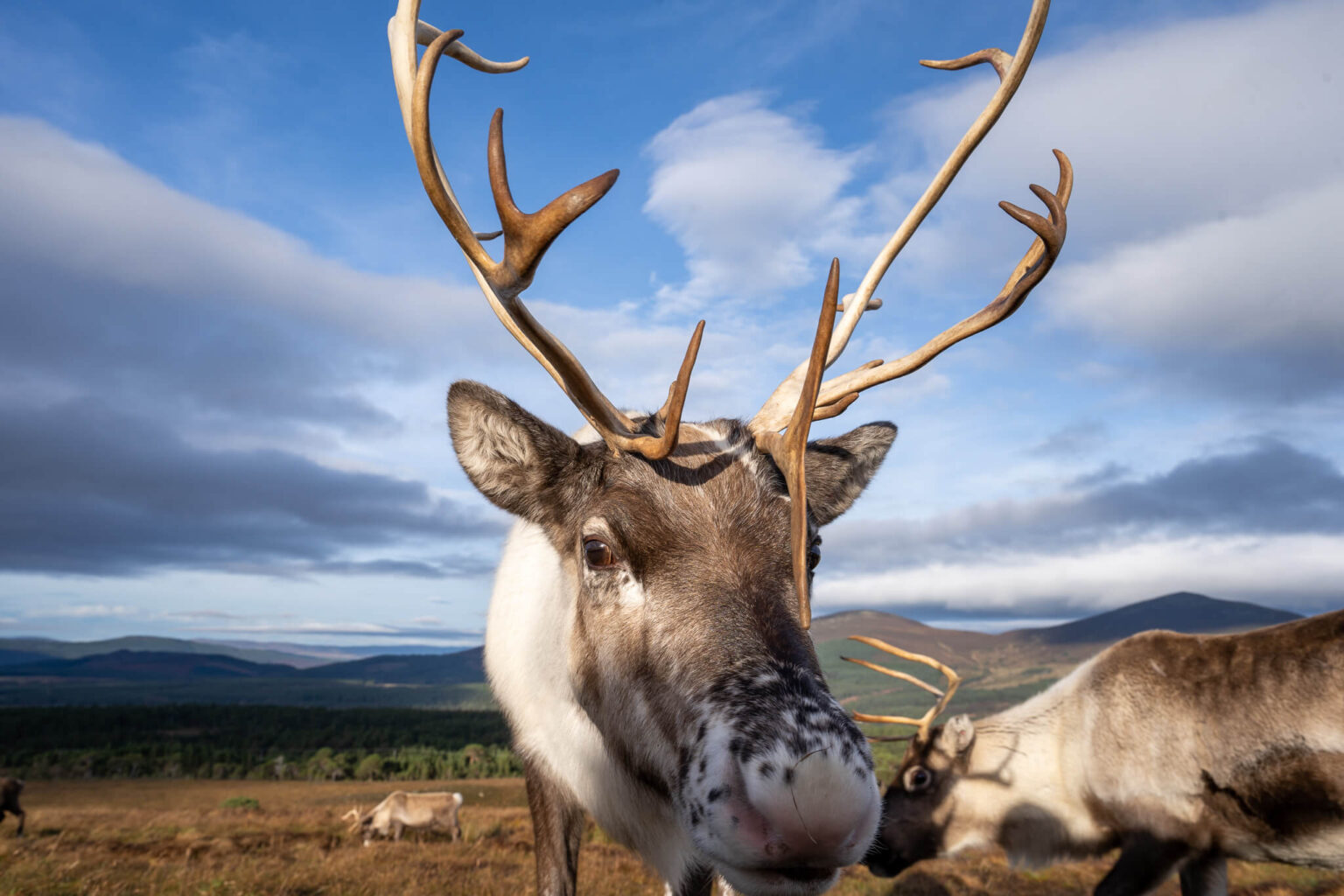 Cairngorm Reindeer Centre - How to Prepare for the Reindeer Tour in ...