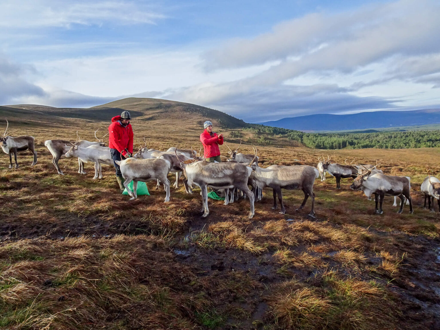 Cairngorm Reindeer Centre - How to Prepare for the Reindeer Tour in ...