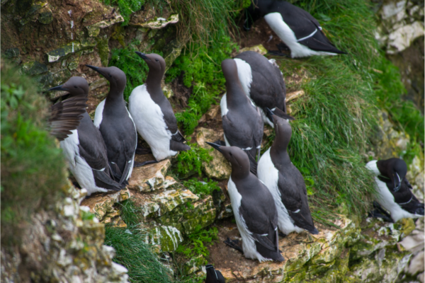 A Complete Guide to Visiting Dunnet Bay - Don't Miss this NC500 Beach ...