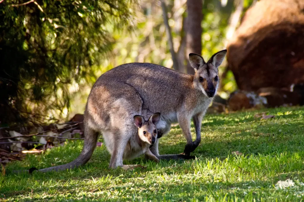 The Ultimate Darwin Itinerary - 7 Days in Darwin - highlands2hammocks